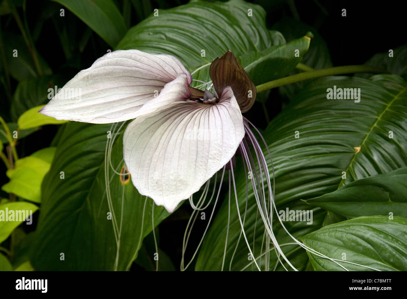 Bat Plant (Tacca chantrieri Stock Photo - Alamy