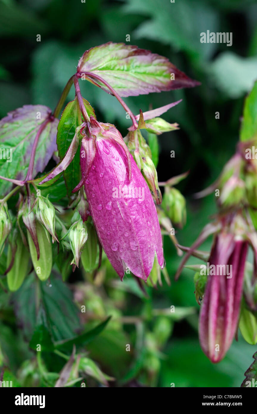 Campanula takesimana elizabeth korean bellflower clump forming ...