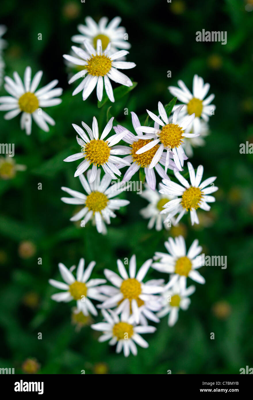 anthemis white chamomile flowers blooms blossoms plant portraits yellow ...