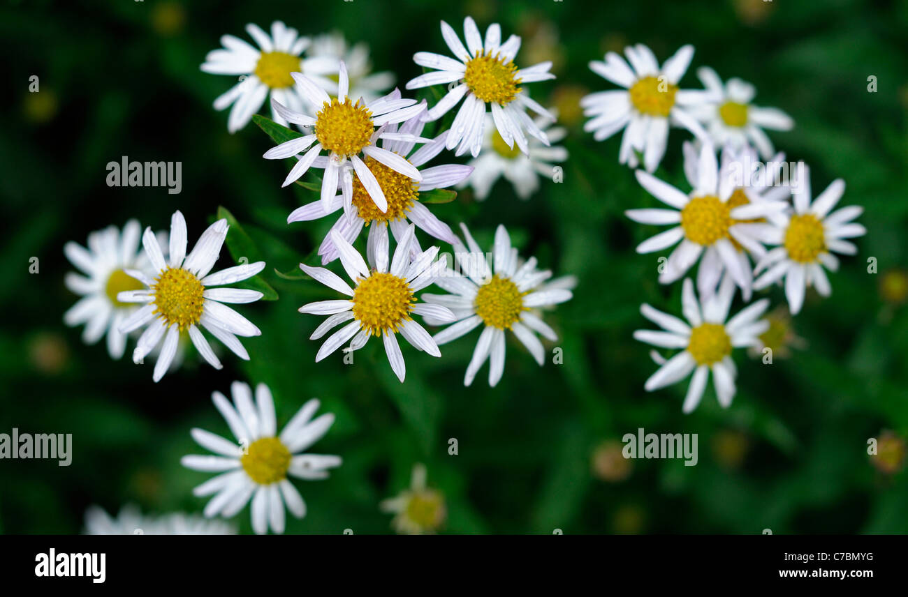 anthemis white chamomile flowers blooms blossoms plant portraits yellow ...