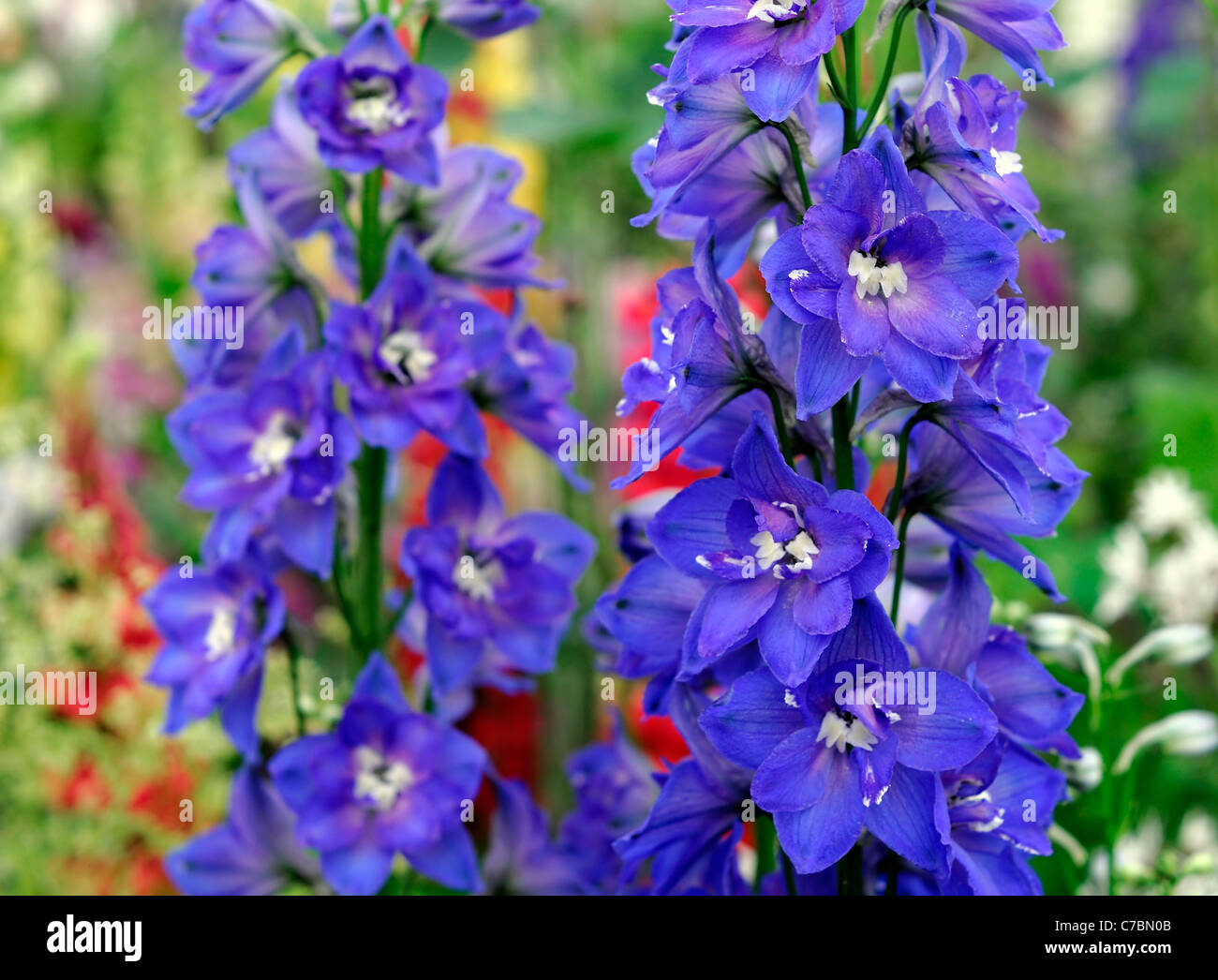 rich blue Delphinium hansenii ‘Independence’ herbaceous perennial tall ...