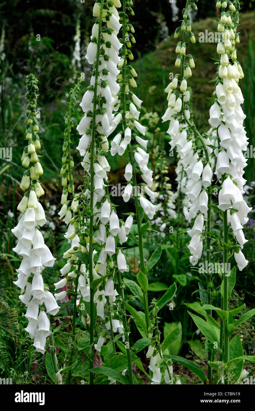 White foxgloves hi-res stock photography and images - Alamy