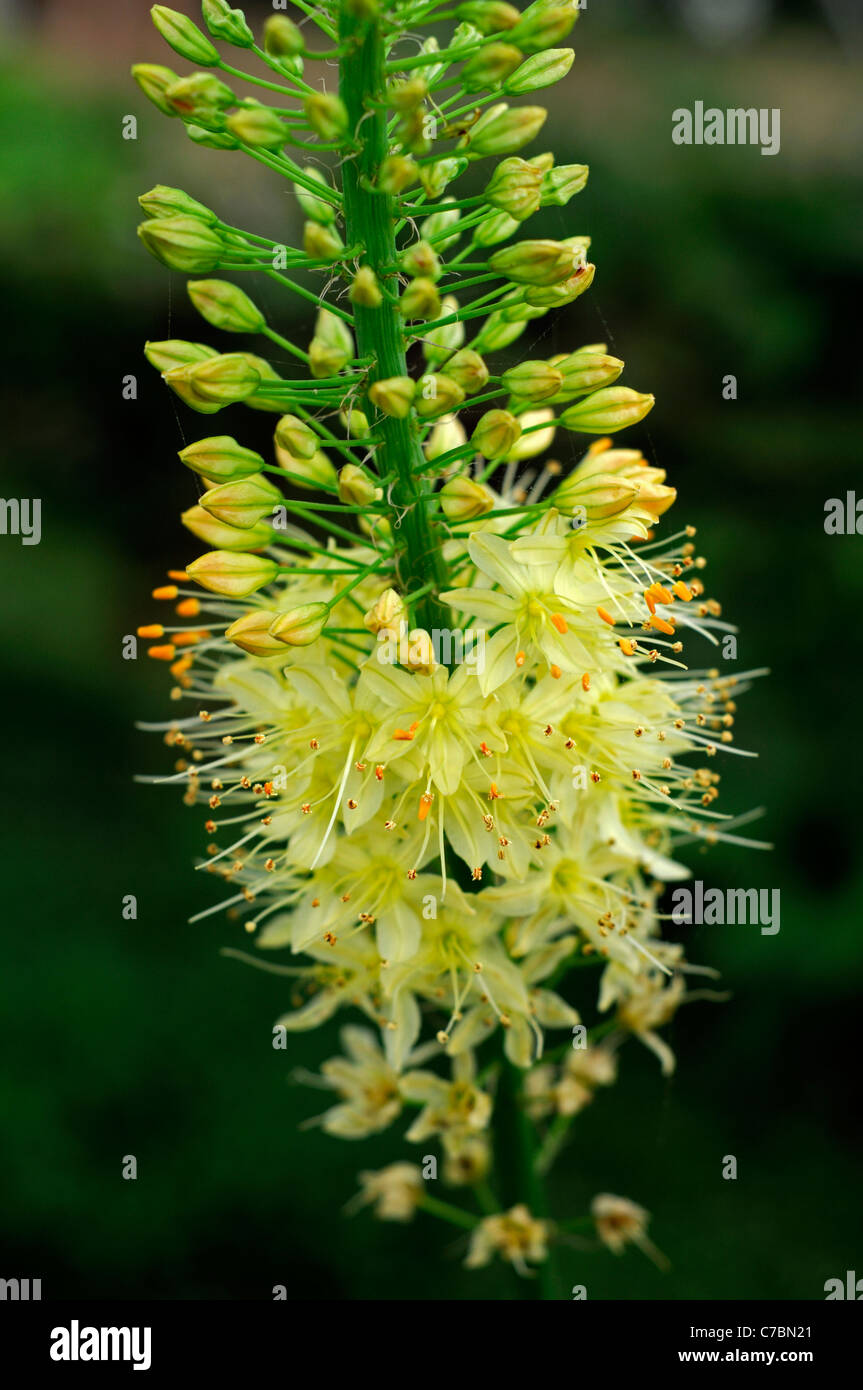 Mid dark green leaves hi-res stock photography and images - Alamy