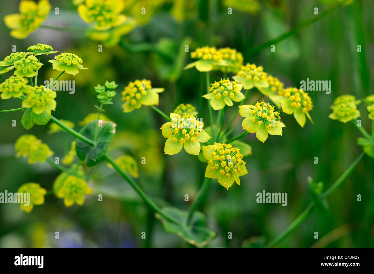 Euphorbia cyparissias 'big boy' Cypress Spurge graveyard weed petal ...