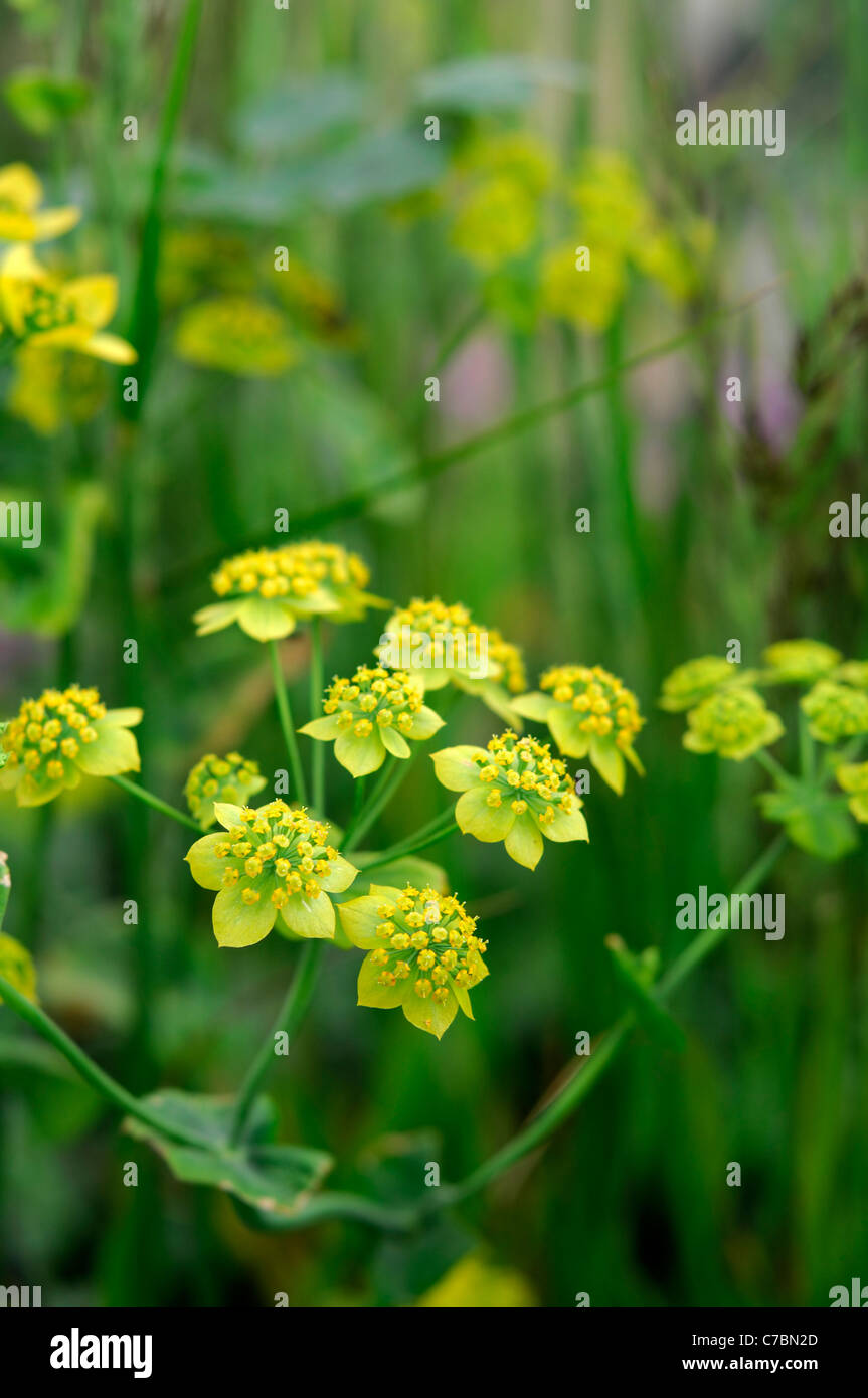 Euphorbia cyparissias 'big boy' Cypress Spurge graveyard weed petal ...