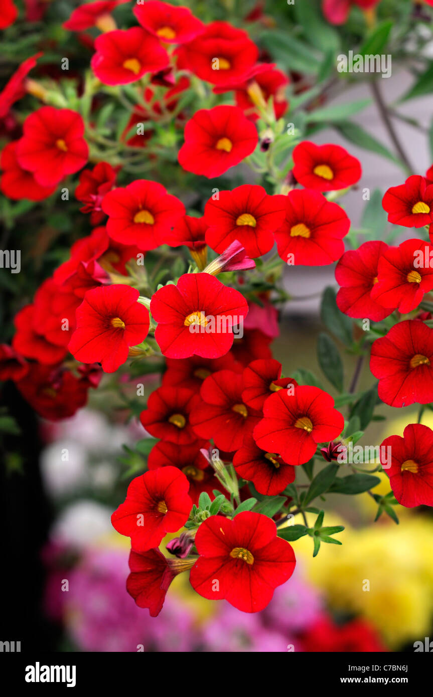 Trailing stems hi-res stock photography and images - Alamy