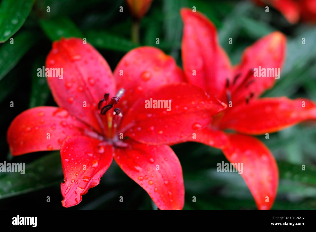 Asiatic Lily Crimson Pixie dwarf crimson orange color colour flower ...