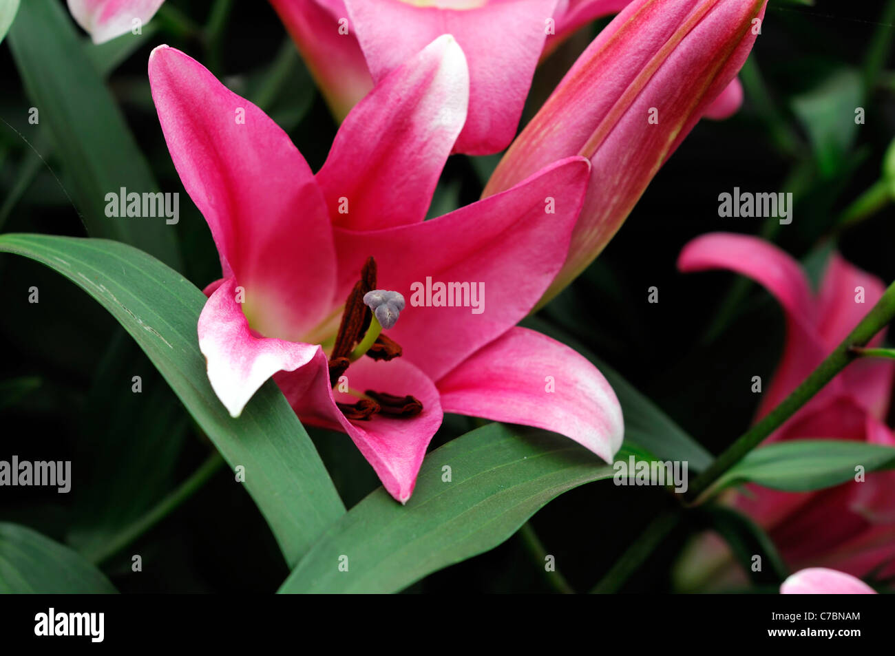 Round shaped flowers hi-res stock photography and images - Alamy