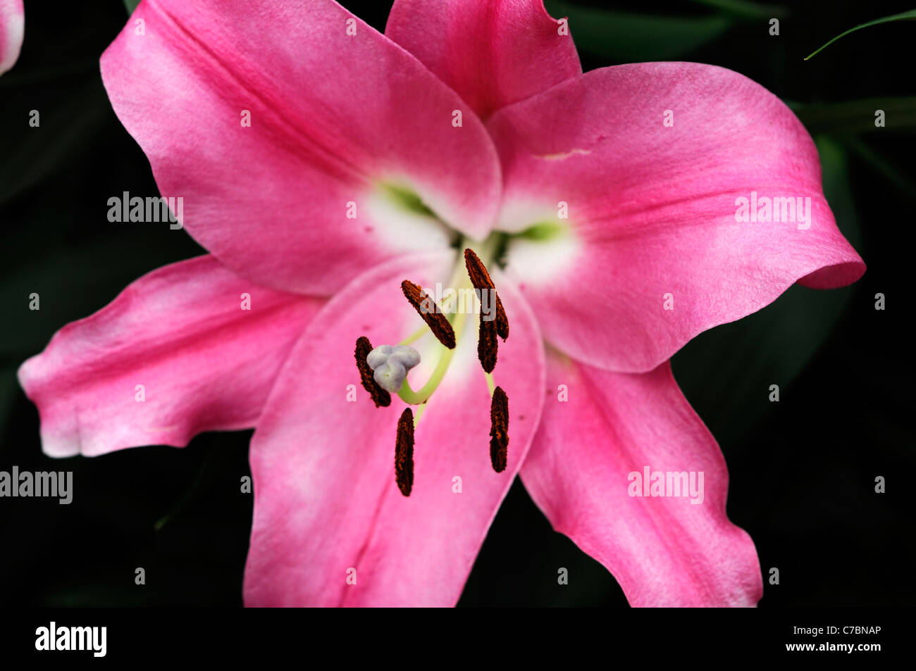Oriental Lily Lilies High Resolution Stock Photography and Images - Alamy