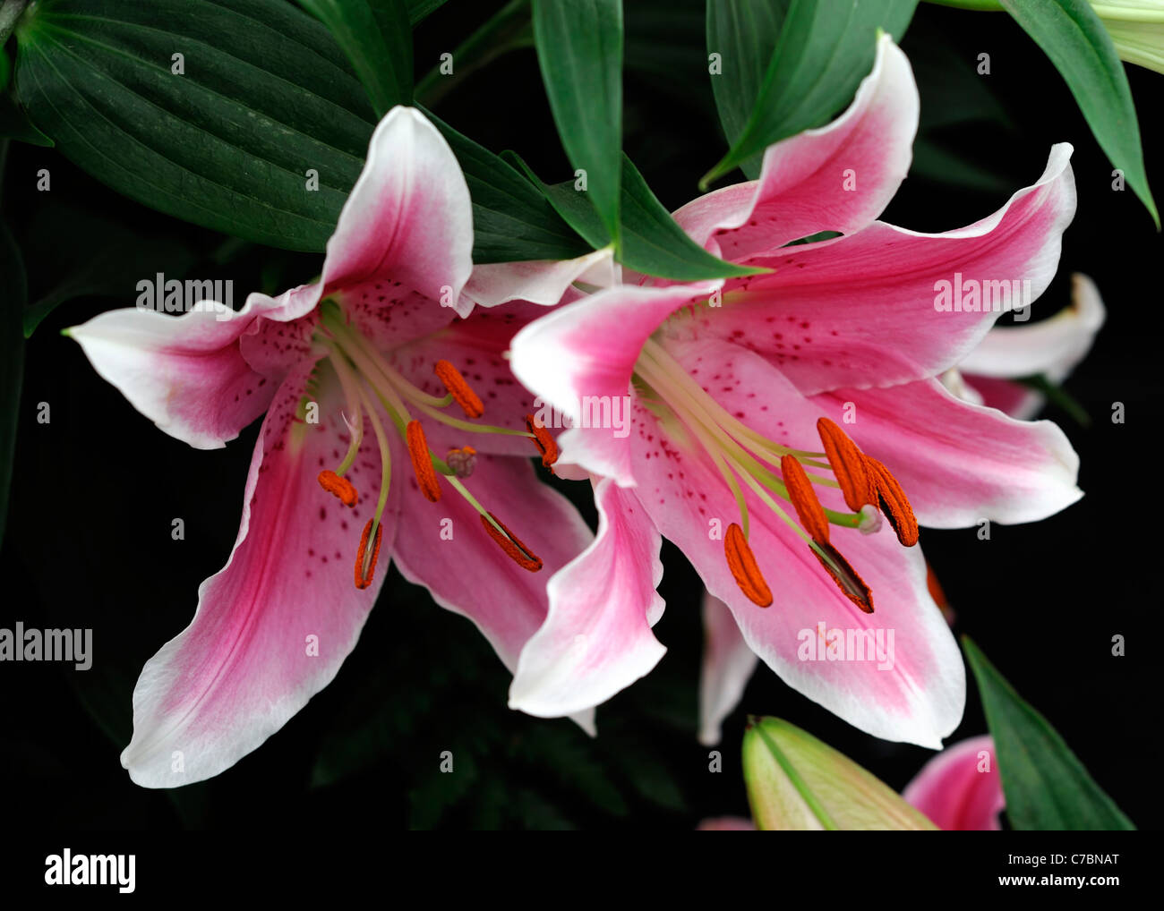 Lily Oriental Sorbonne Soft pink flowers ruffled edges pink speckles ...