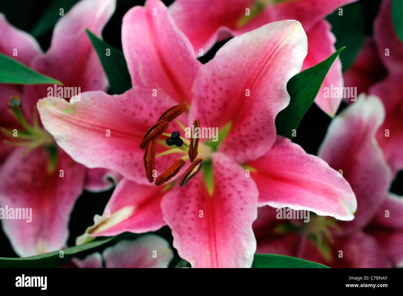 Oriental lily flowers hi-res stock photography and images - Alamy