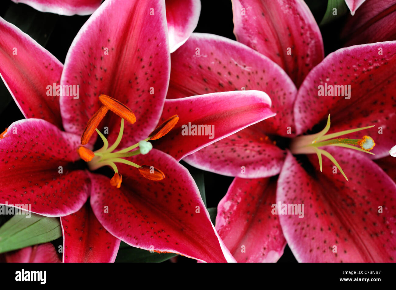 Lily lilies Oriental valentino deep pink white edge flower bloom ...
