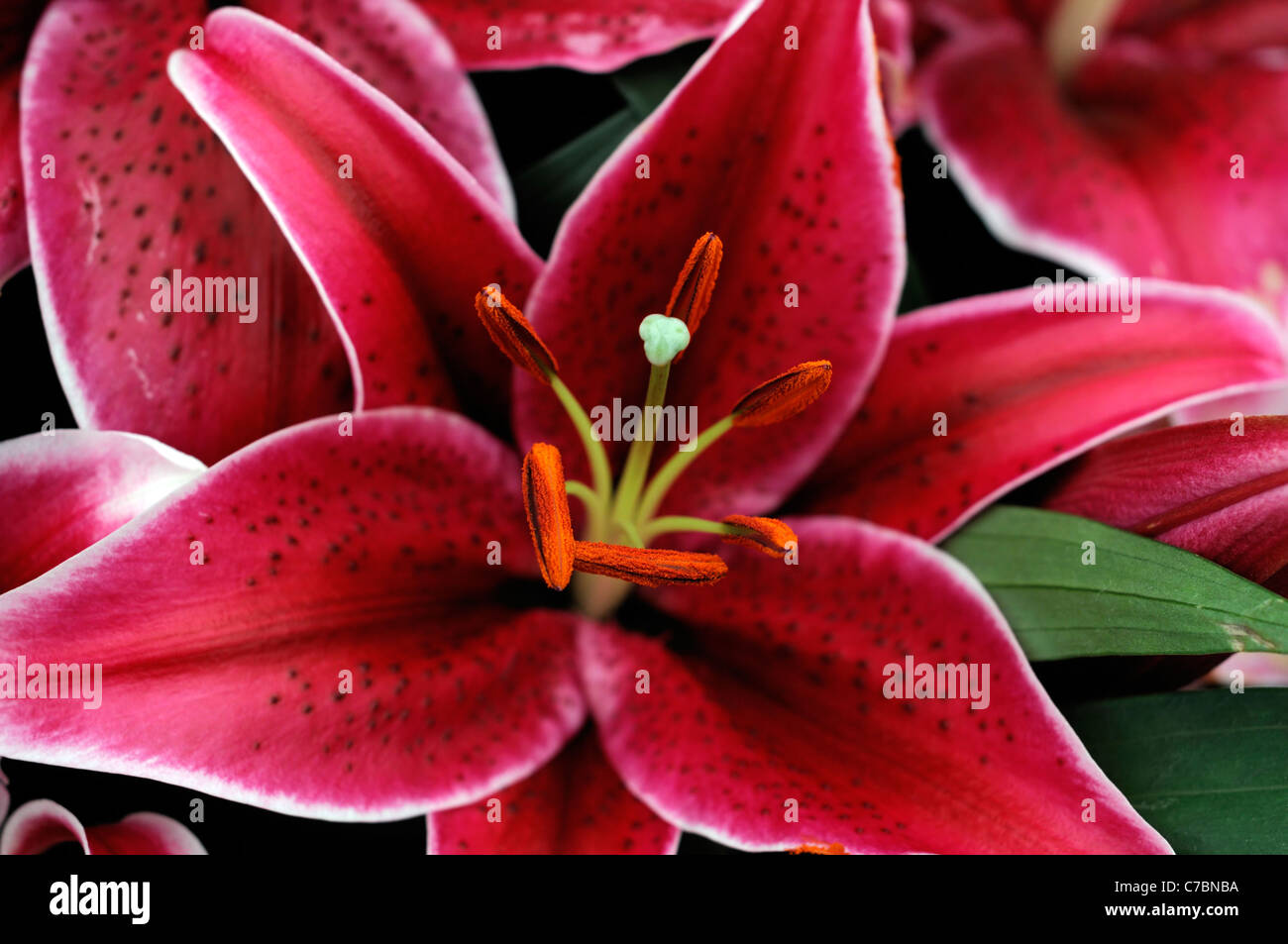 White flower with pink edge hi-res stock photography and images - Alamy