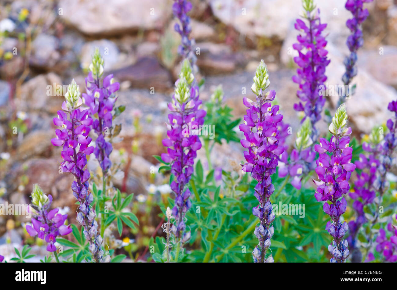 Desert Lupine (Lupinus sparsiflorus), Anza-Borrego Desert State Park ...