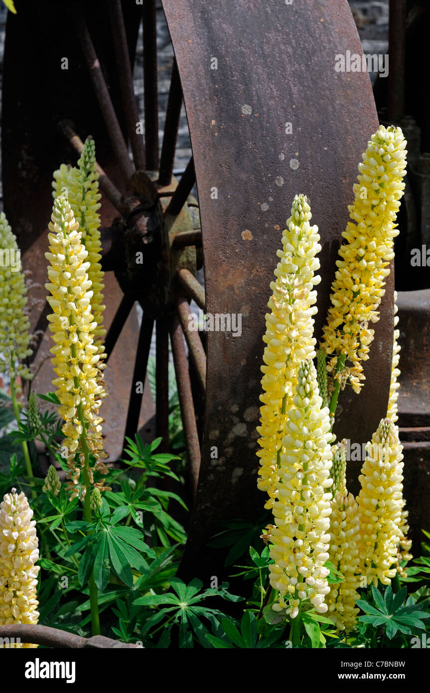 yellow lupin flower herbaceous perennial flower bed border summer ...