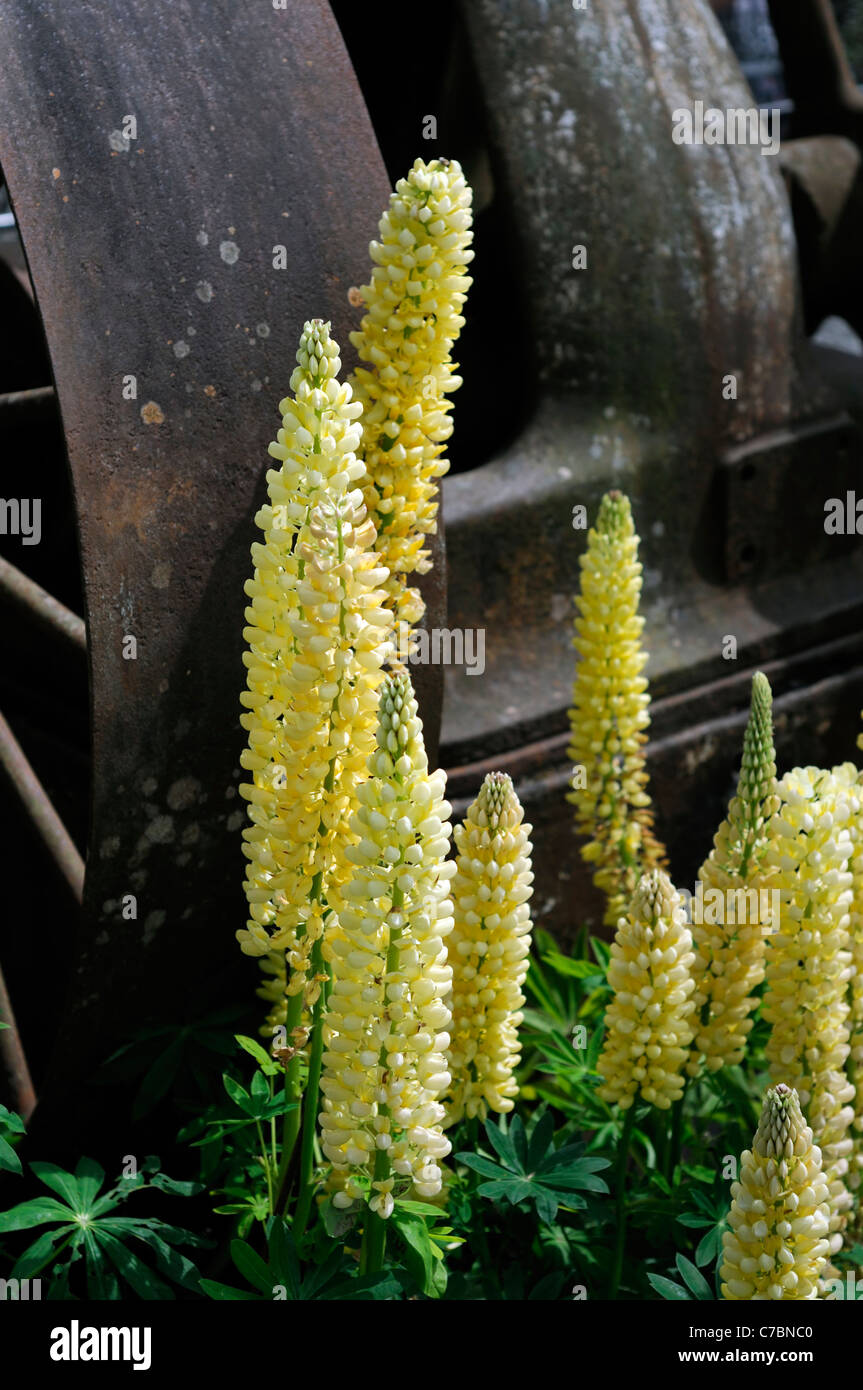 yellow lupin flower herbaceous perennial flower bed border summer ...