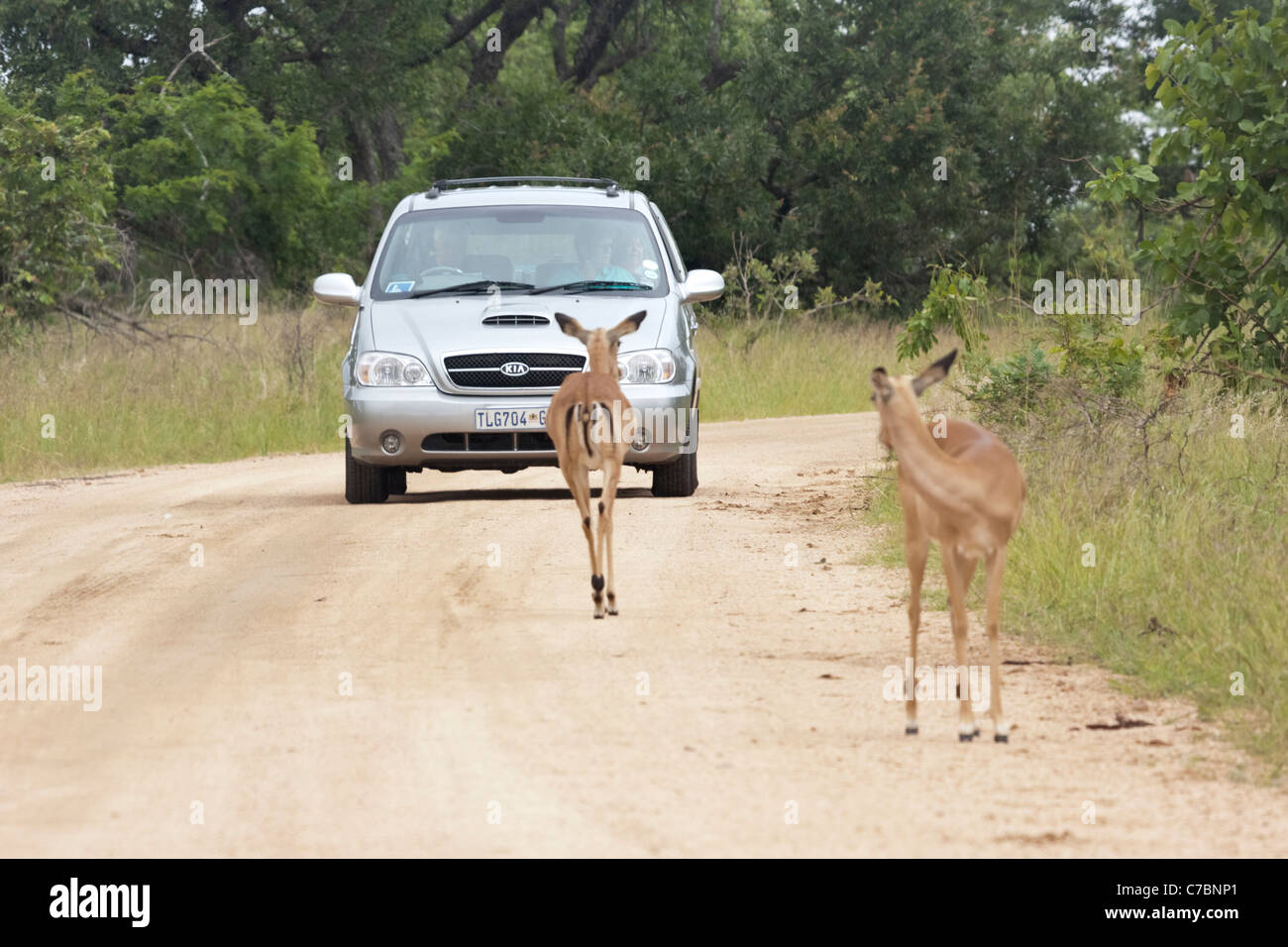 Kruger car hi-res stock photography and images - Alamy