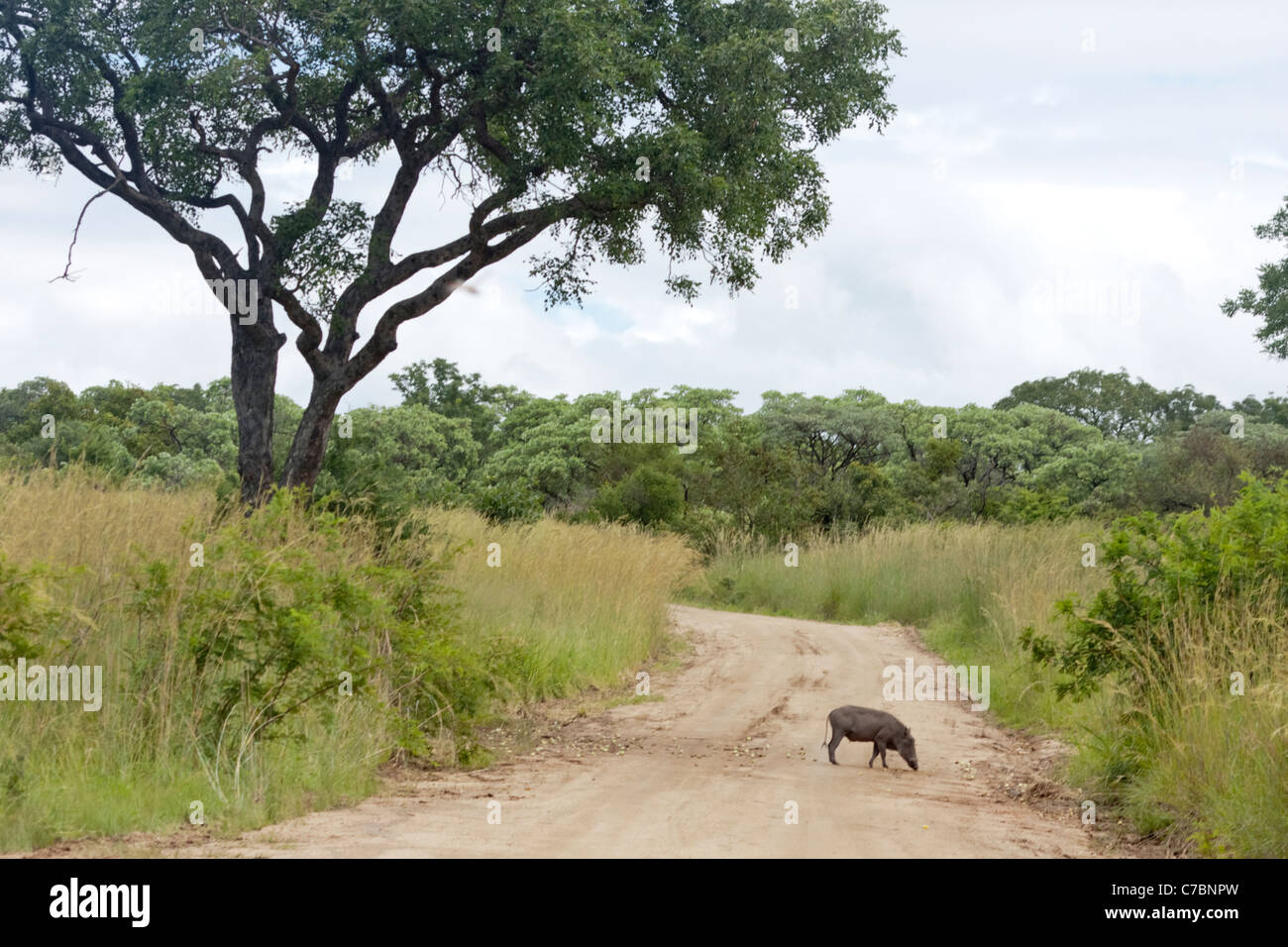 Southern Warthog, (Phacochoerus africanus sundevallii) eats Marula tree ...