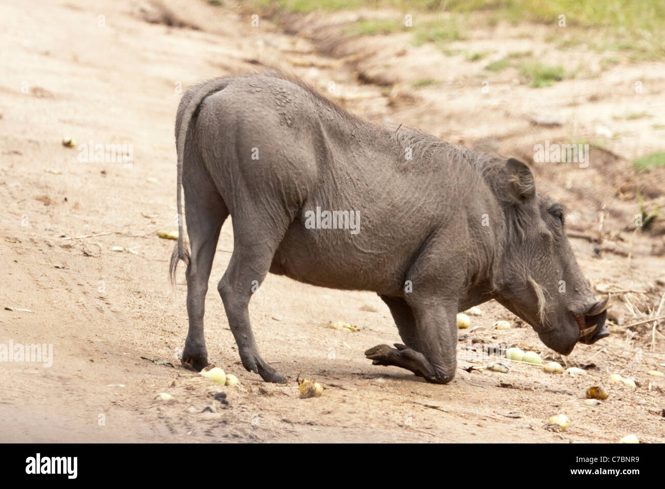 Southern Warthog, (Phacochoerus africanus sundevallii) eats Marula tree ...
