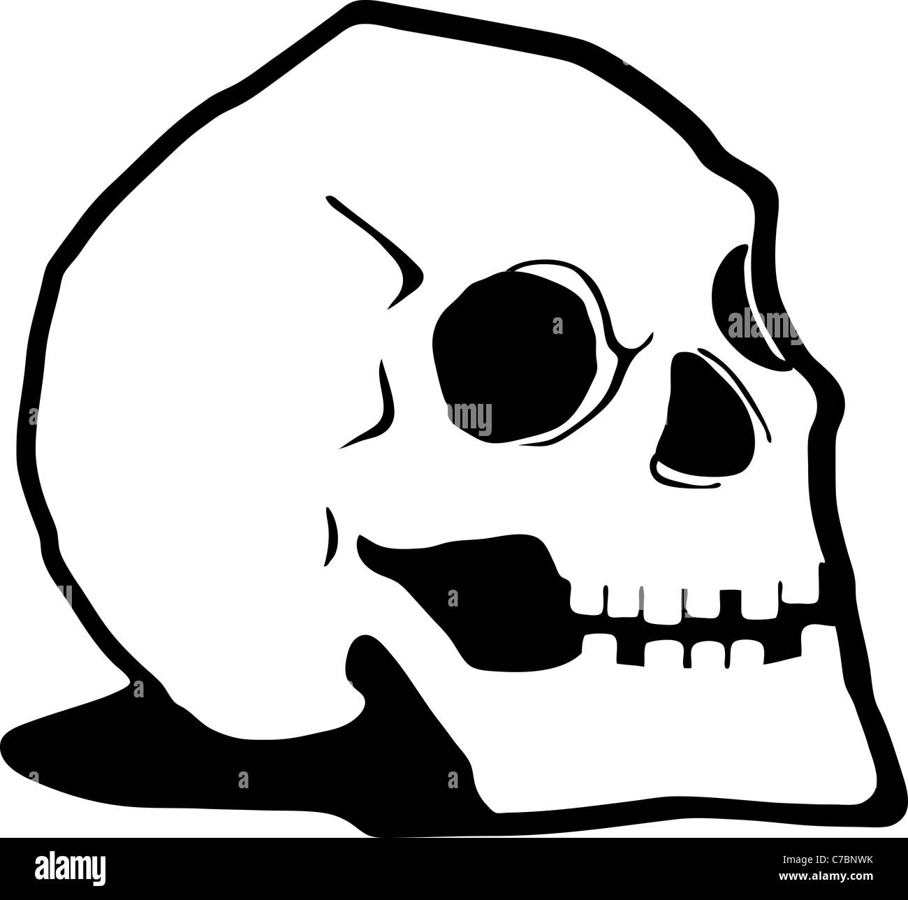 Human teeth skull Black and White Stock Photos & Images - Alamy