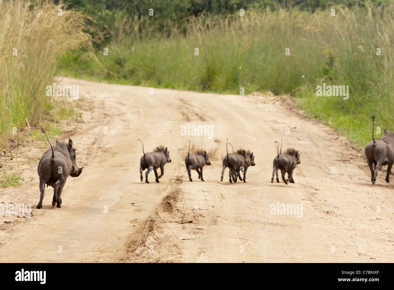 Juvenile warthogs hi-res stock photography and images - Alamy