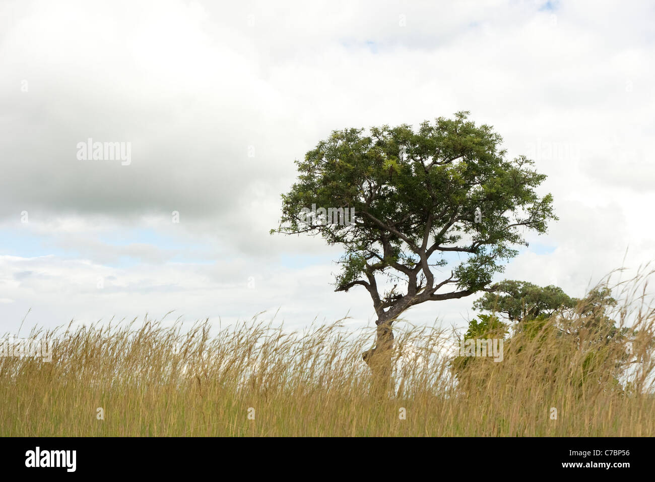 Lone tree in kruger hi-res stock photography and images - Alamy