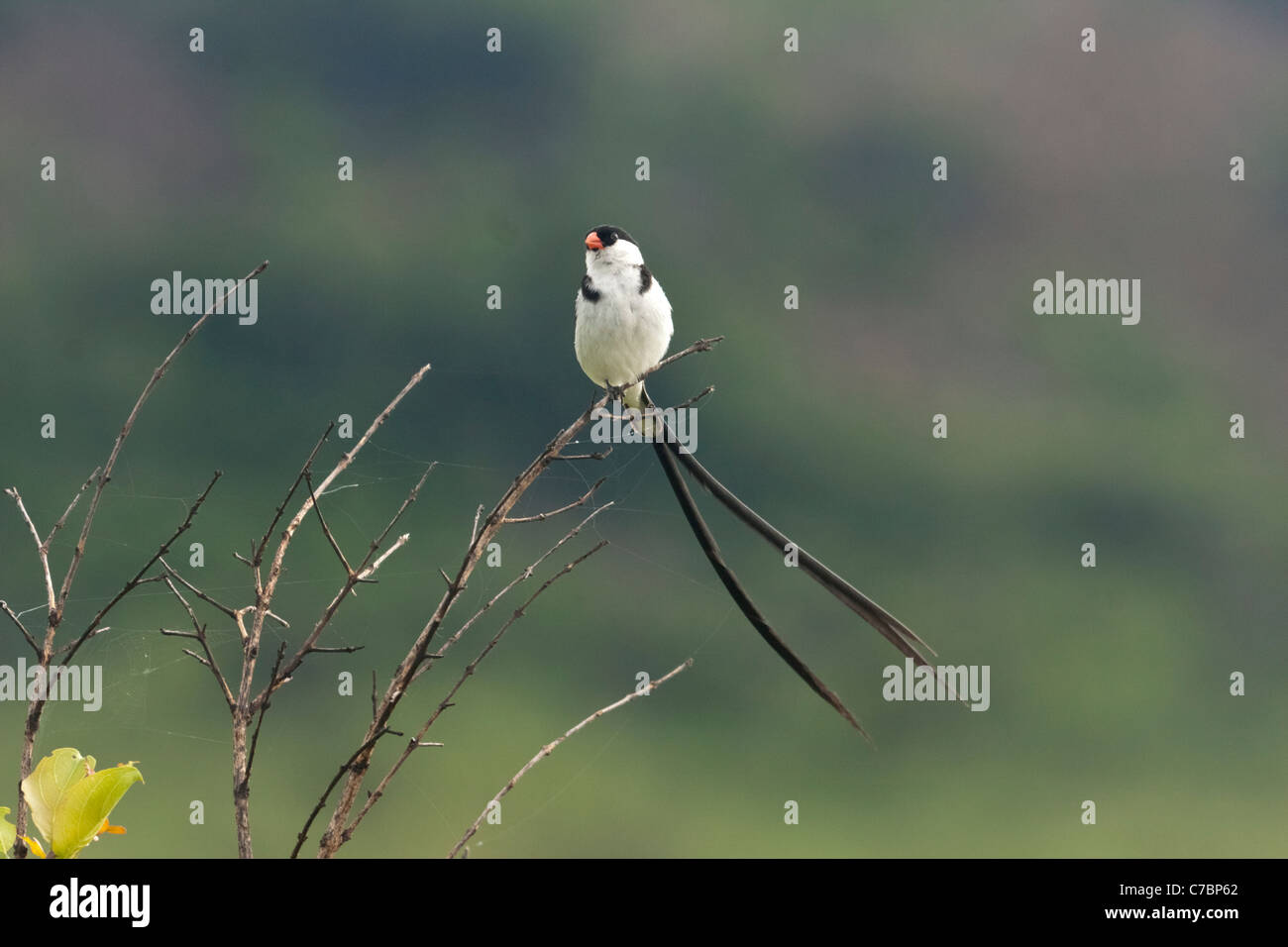 The Pin-tailed Whydah, Vidua macroura, is a small songbird at Kruger ...