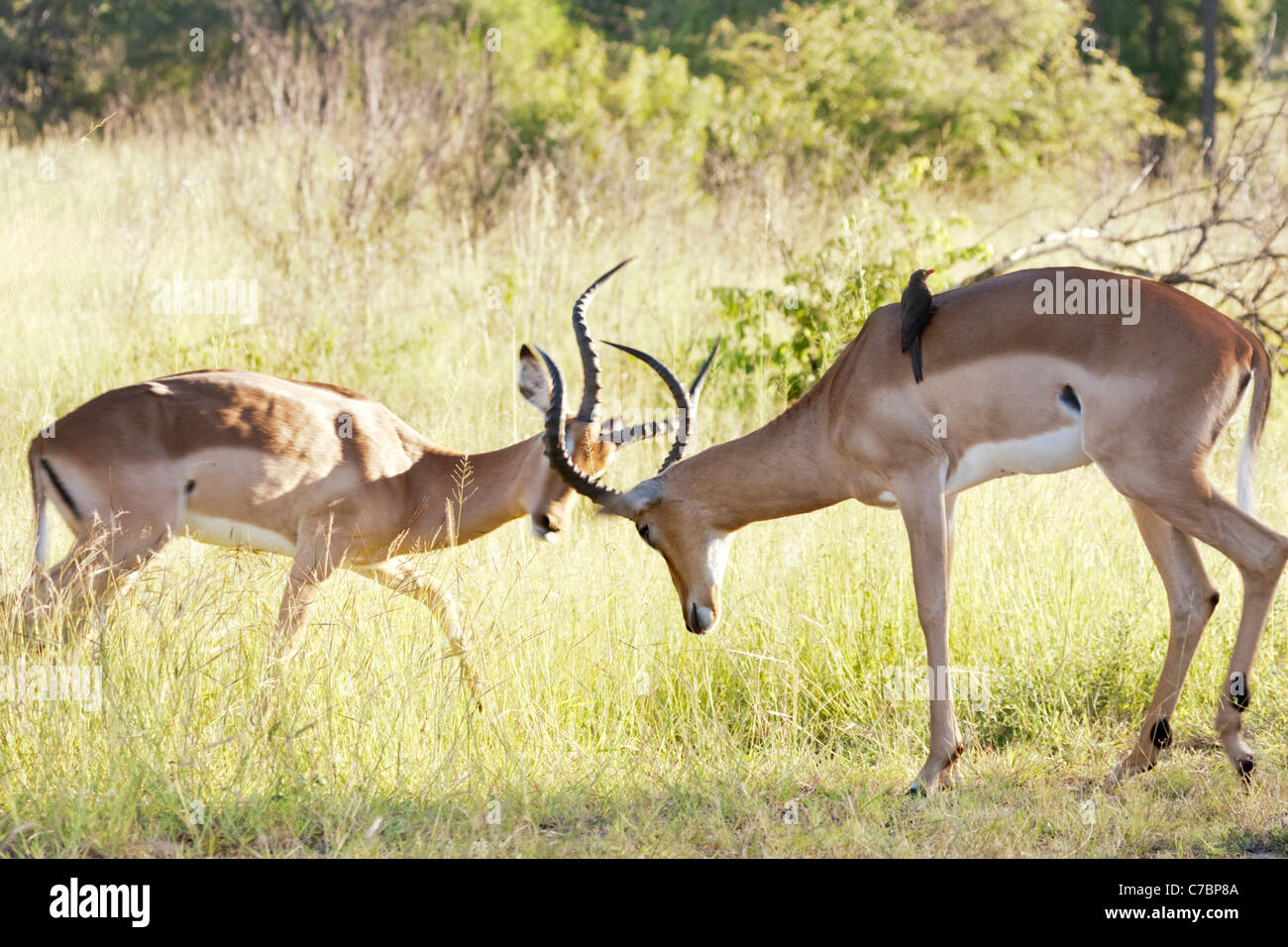 Red billed oxpecker eating hi-res stock photography and images - Alamy