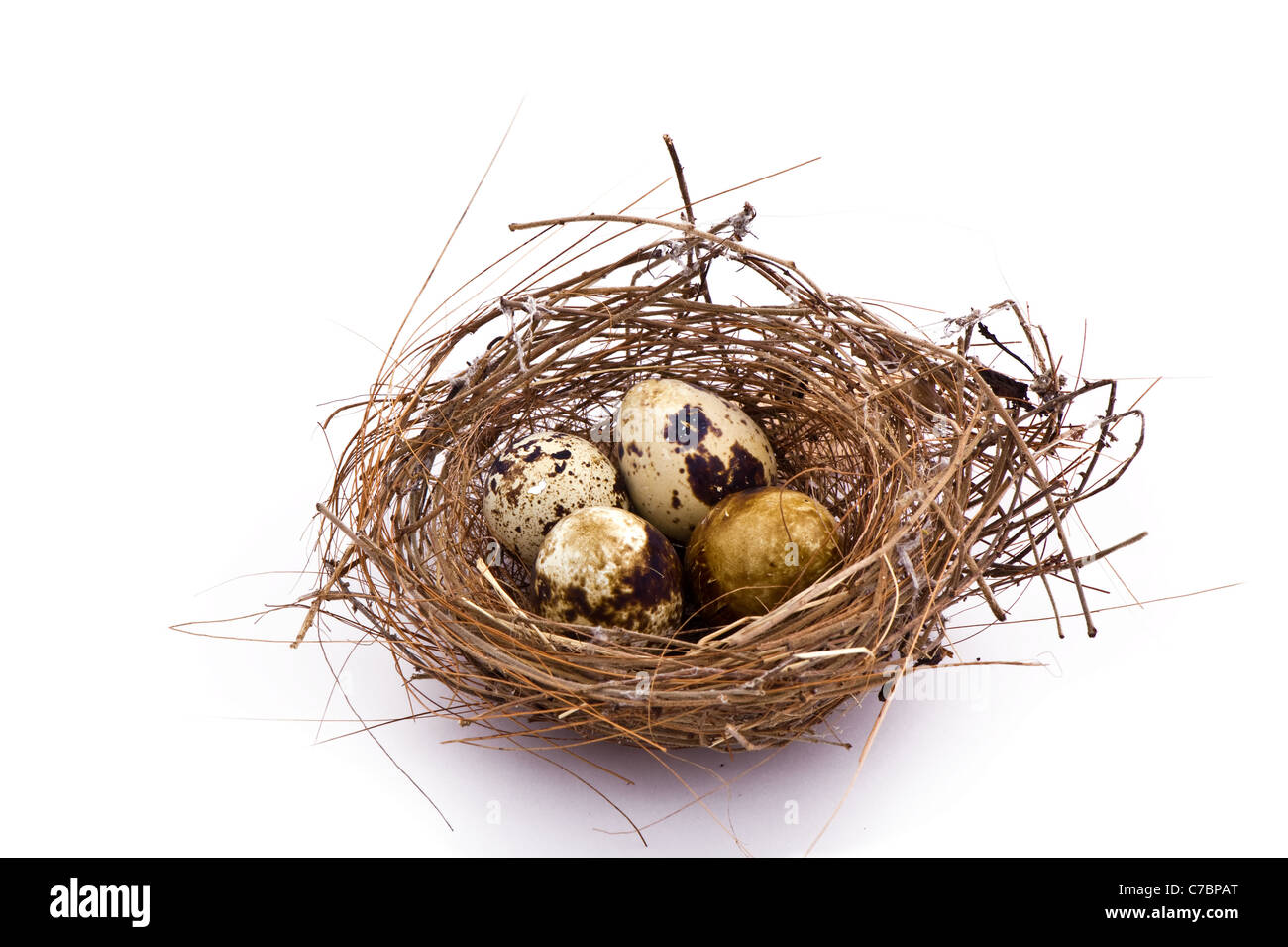 Trash bird nest hi-res stock photography and images - Alamy