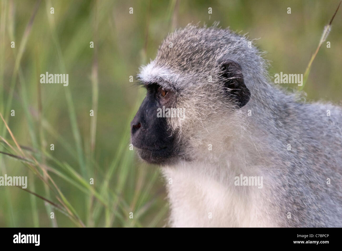 Vervet Monkey, (Cercopithecus aethiops), sits on the road at Kruger ...