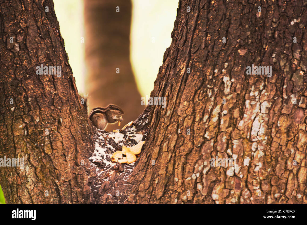 squirrel tree trunk Stock Photo - Alamy