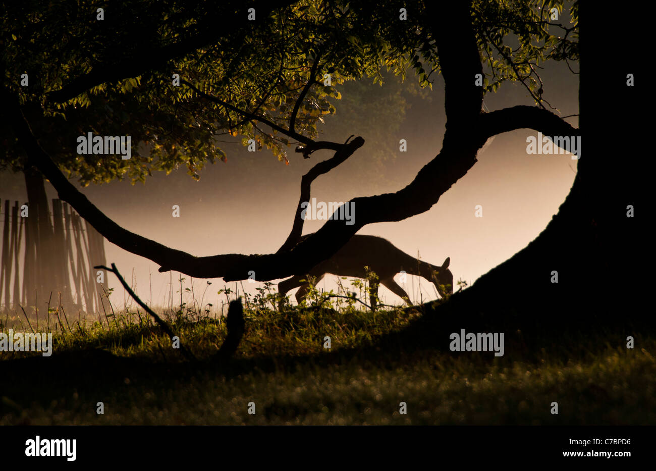 Deer in morning mist Stock Photo - Alamy