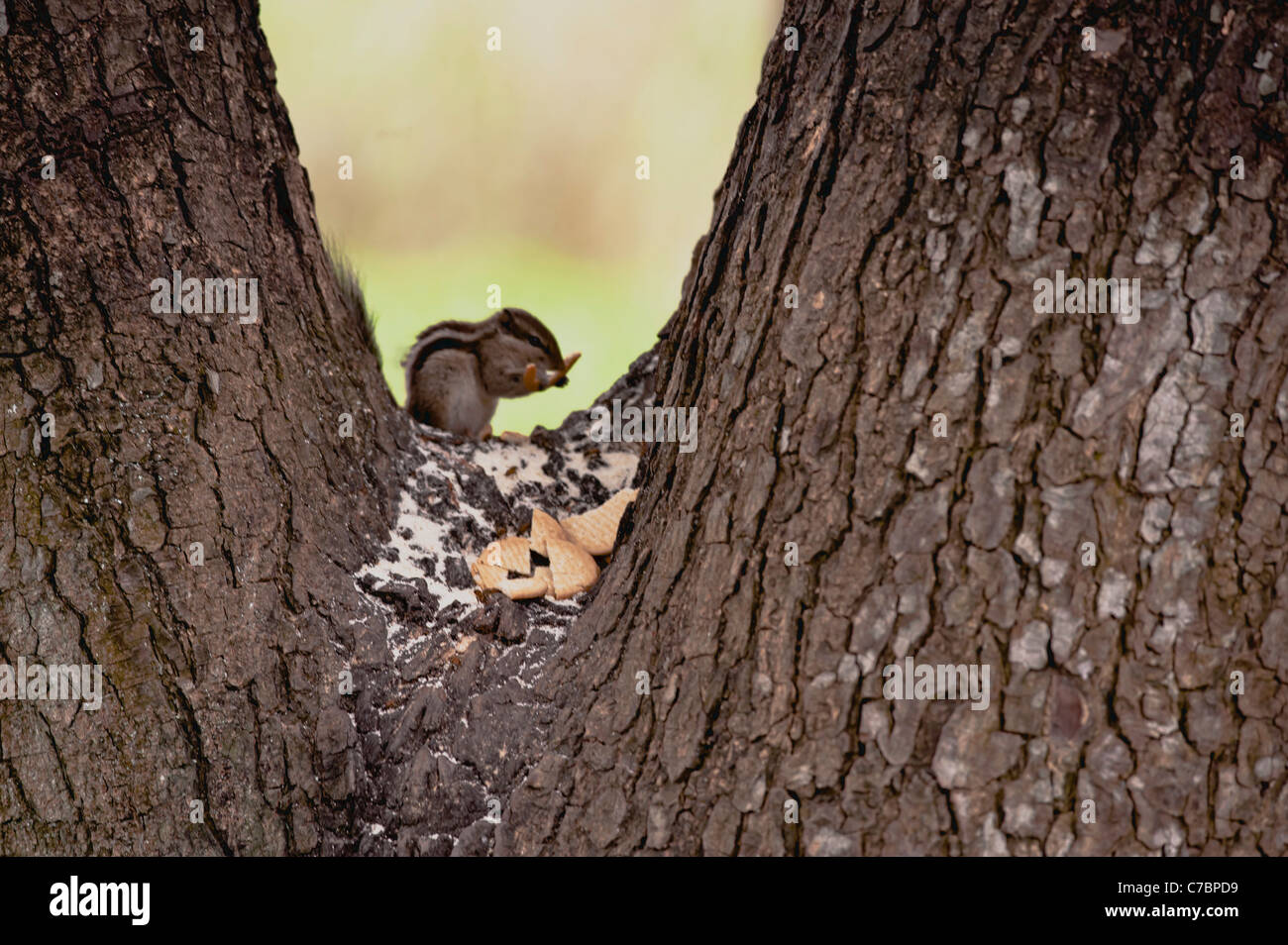 squirrel tree trunk Stock Photo - Alamy