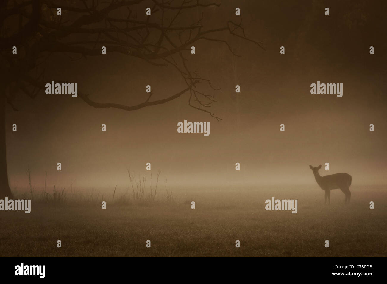 Deer in morning mist Stock Photo - Alamy