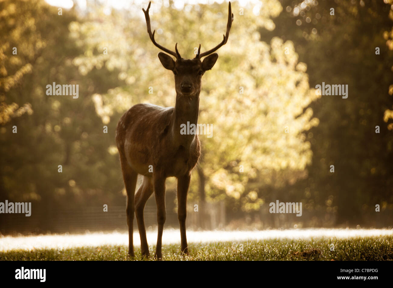 Deer in morning mist Stock Photo - Alamy