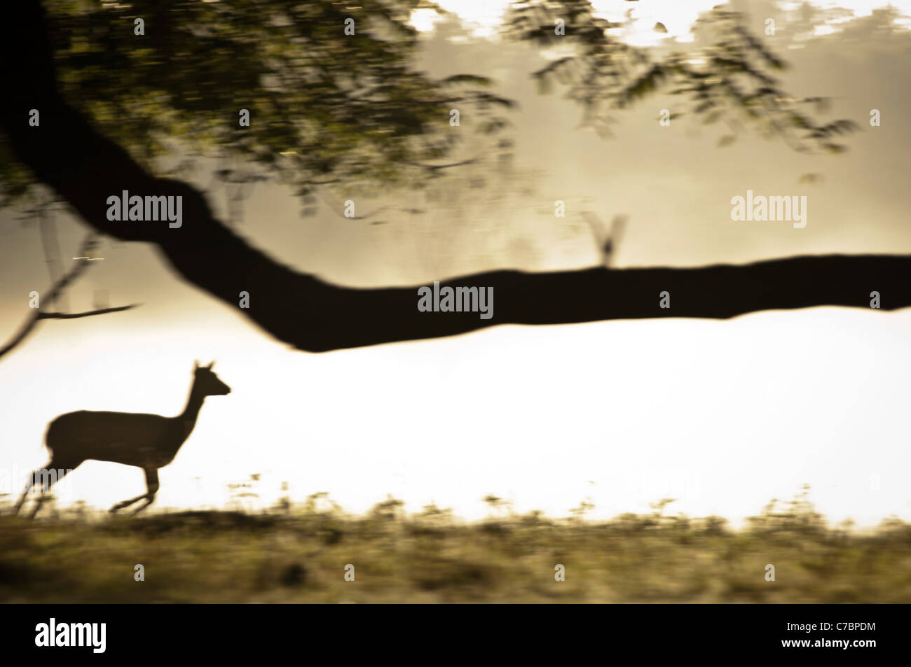 Deer in the moody morning hi-res stock photography and images - Alamy
