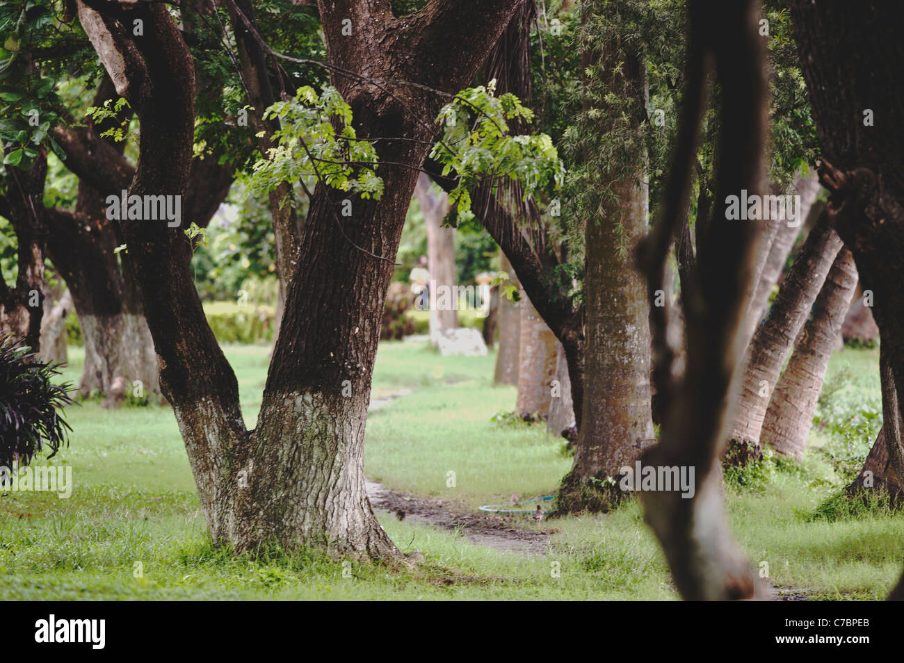 Peeping Tom In Tree