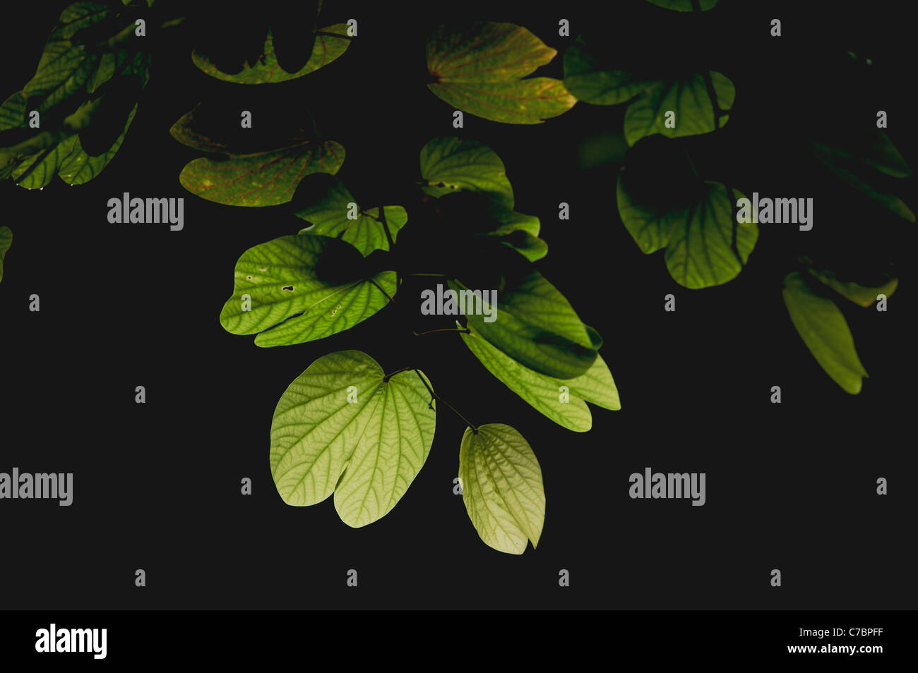 Kidney shaped leaves hi-res stock photography and images - Alamy