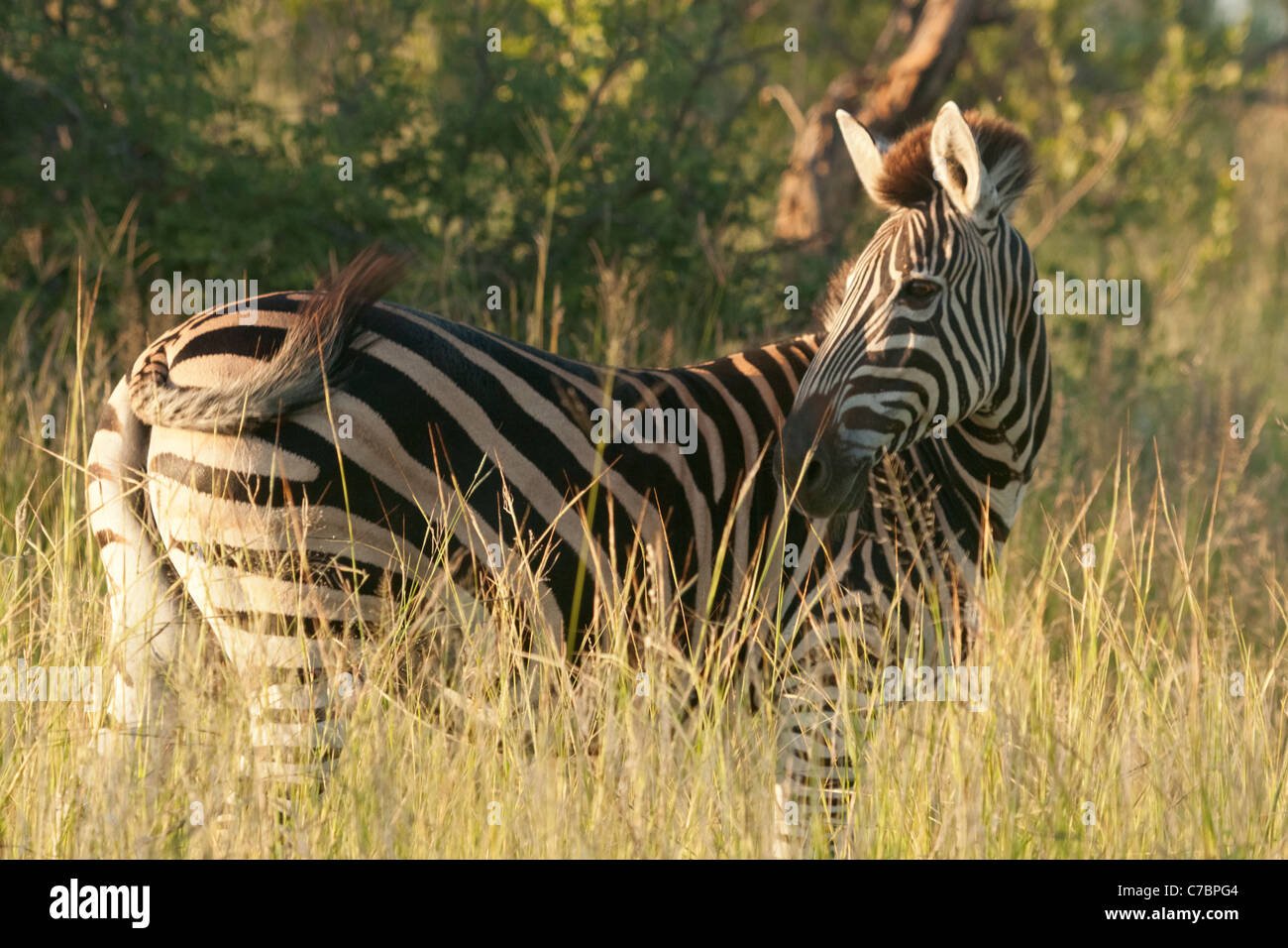 Plains zebra (Equus quagga, formerly Equus burchelli), also Common ...