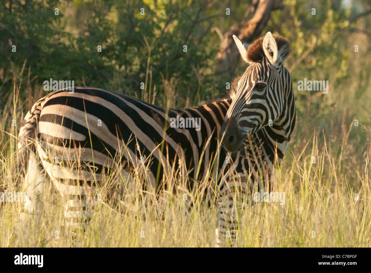 Plains zebra (Equus quagga, formerly Equus burchelli), also Common ...