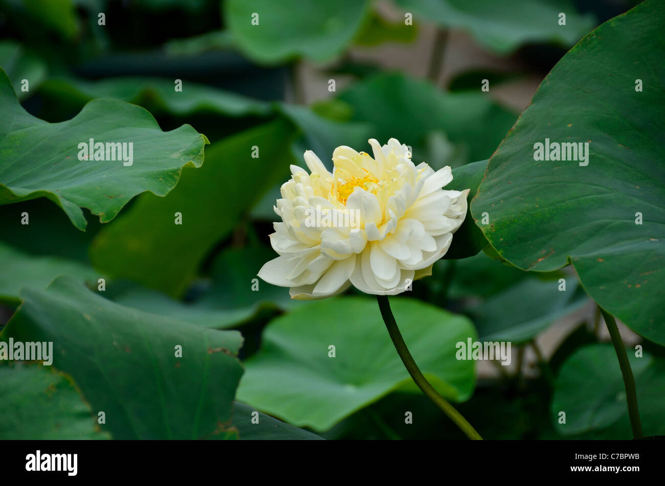 Light yellow lotus flower and green leaves Stock Photo - Alamy