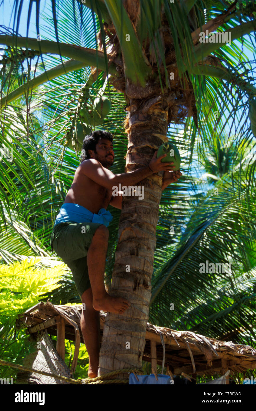 Villager harvesting coconuts on Tarawa Atoll, Kiribati, Central Pacific ...
