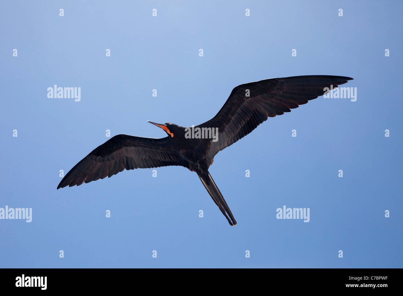 Frigate birds on pacific hi-res stock photography and images - Alamy