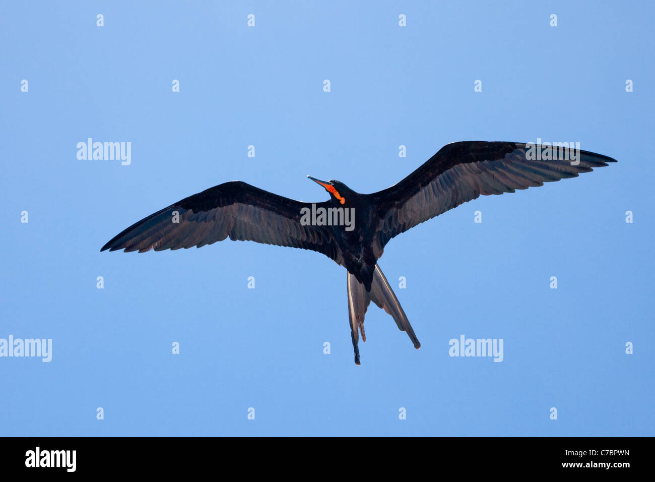Frigatebird (Fregata) in flight Stock Photo - Alamy