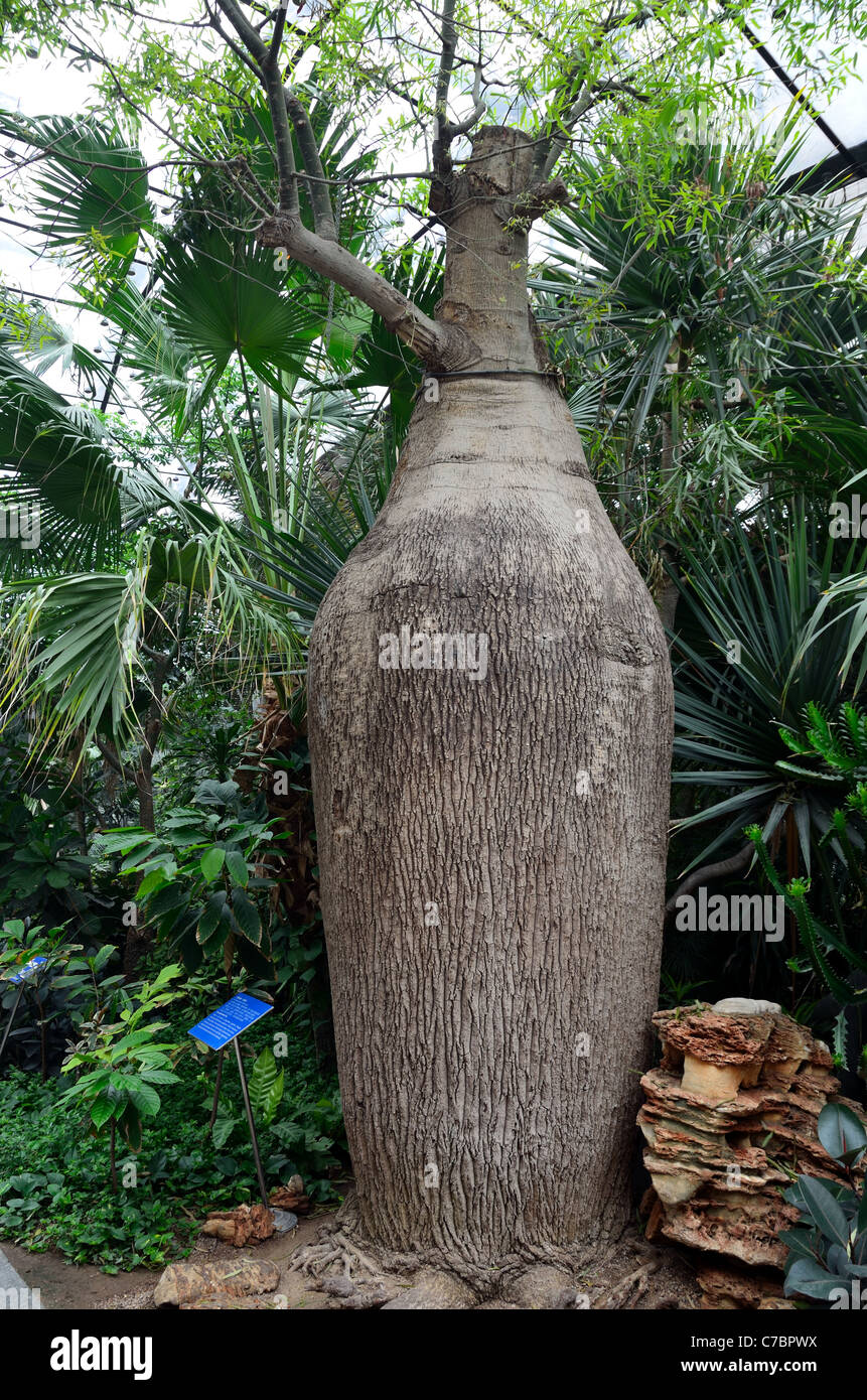 Queensland bottle tree brachychiton hi-res stock photography and images ...