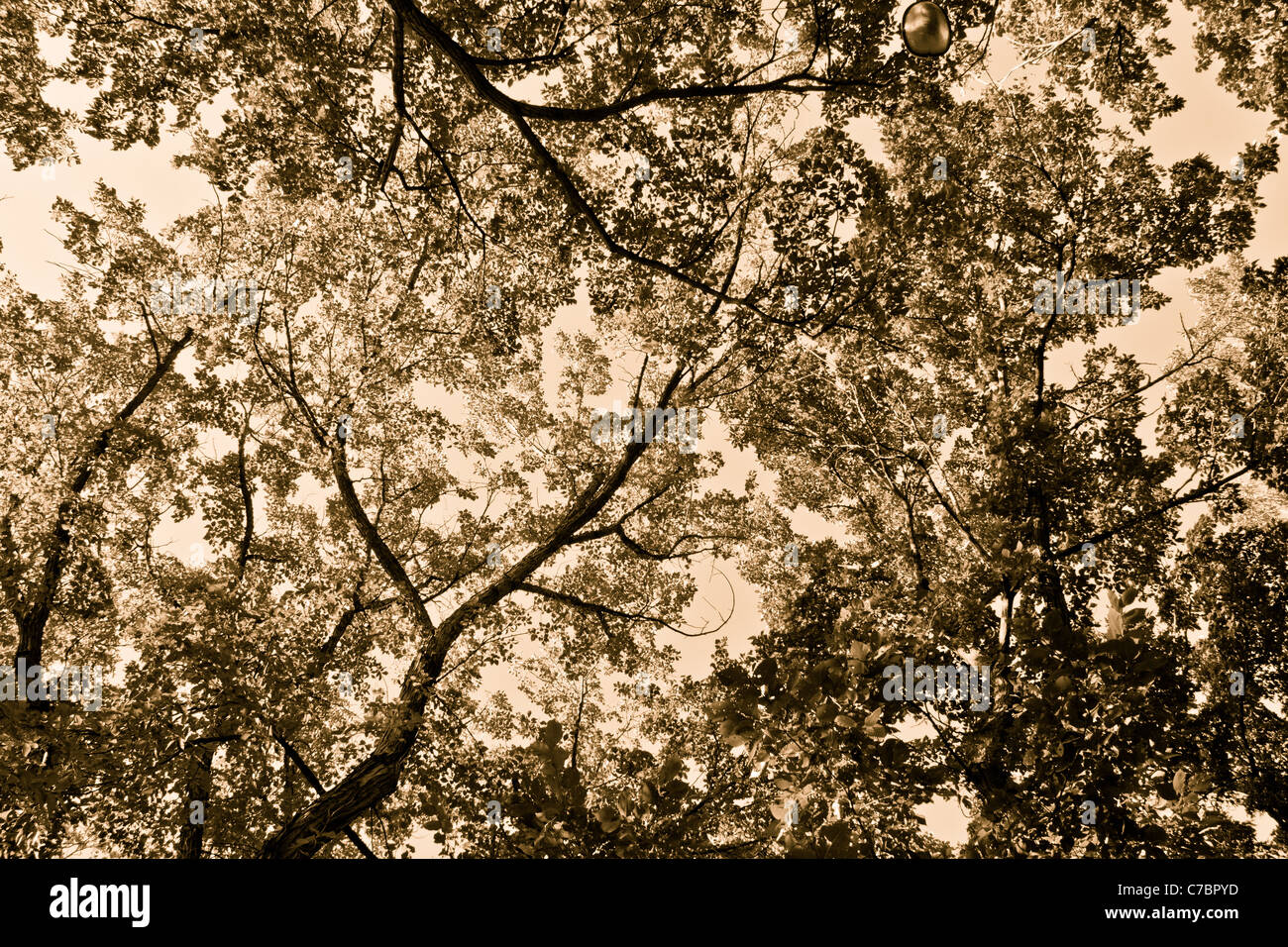 Interconnected trees forming a beautiful baclground pattern Stock Photo ...