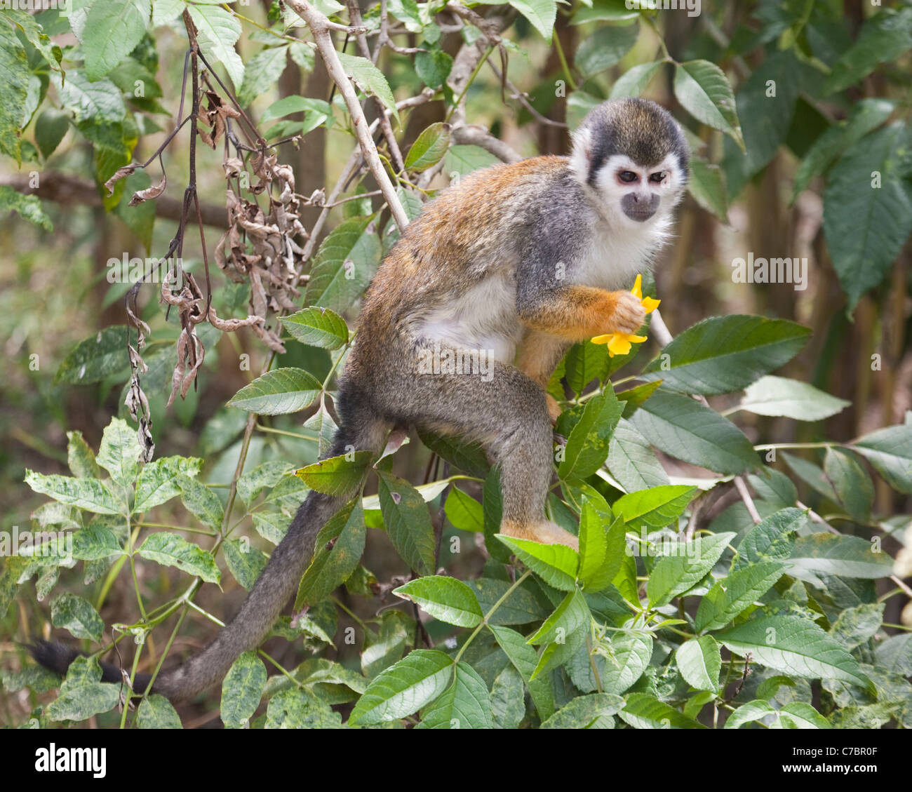 South American Squirrel Monkey (Saimiri sciureus) picking a flower to ...