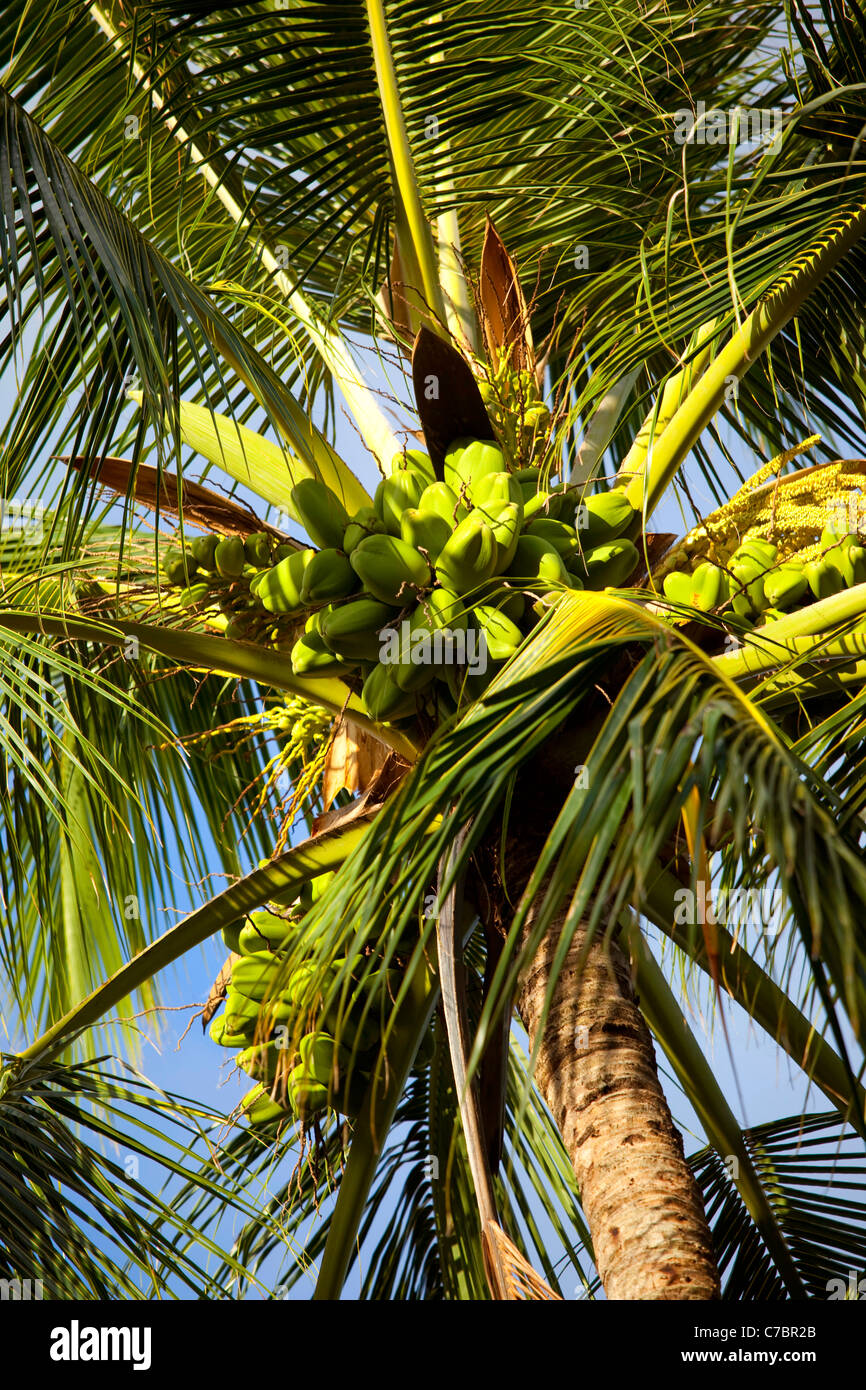 Coconut Palm Tree Stock Photo - Alamy