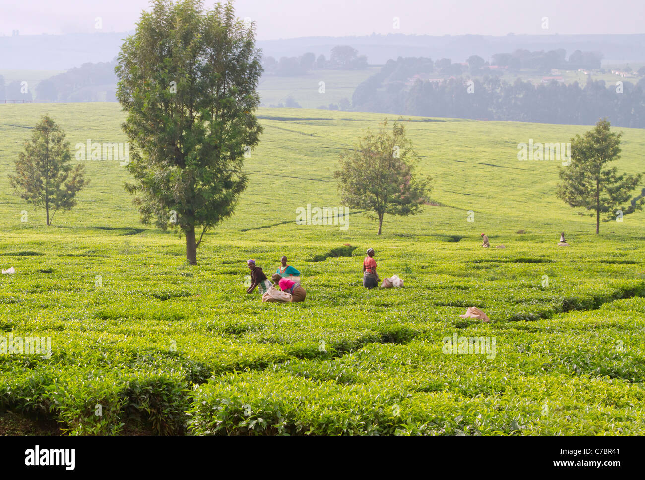 Kericho tea hi-res stock photography and images - Alamy