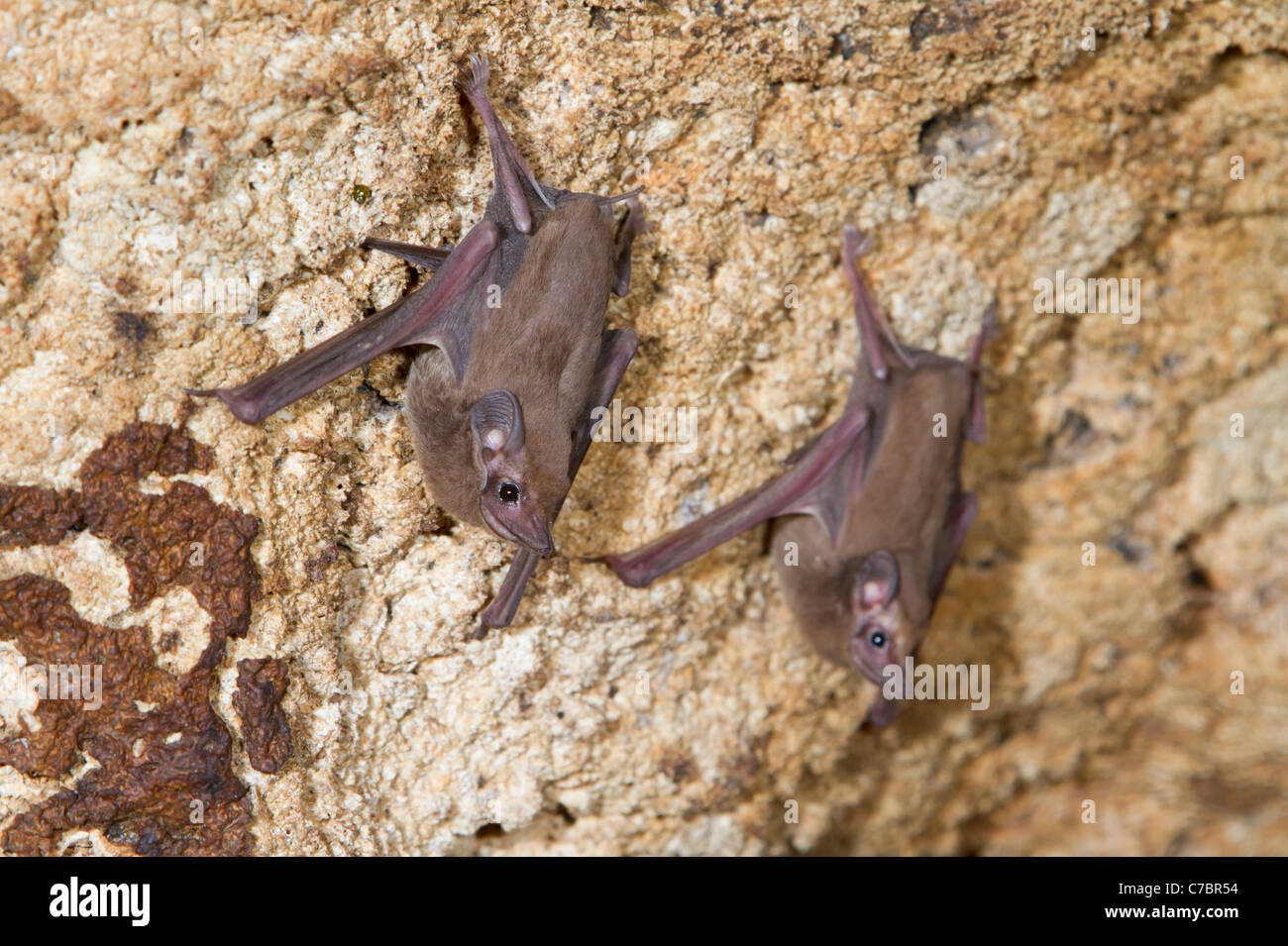 African Sheath-Tailed bats (Coleura afra) in a cave, coastal Kenya ...